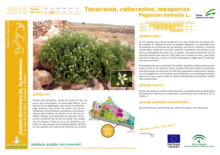 Peganum Harmala PDF | PDF | Botánica | Horticultura y jardinería
