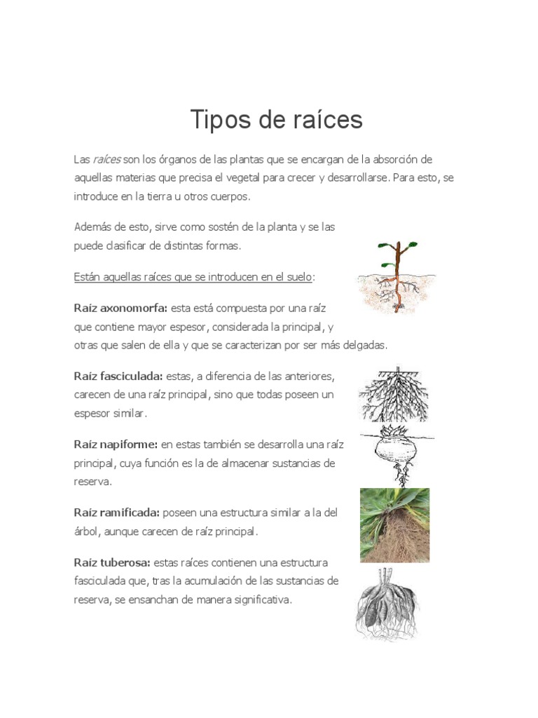 Tipos de Raíces | PDF | Tallo de la planta | Raíz