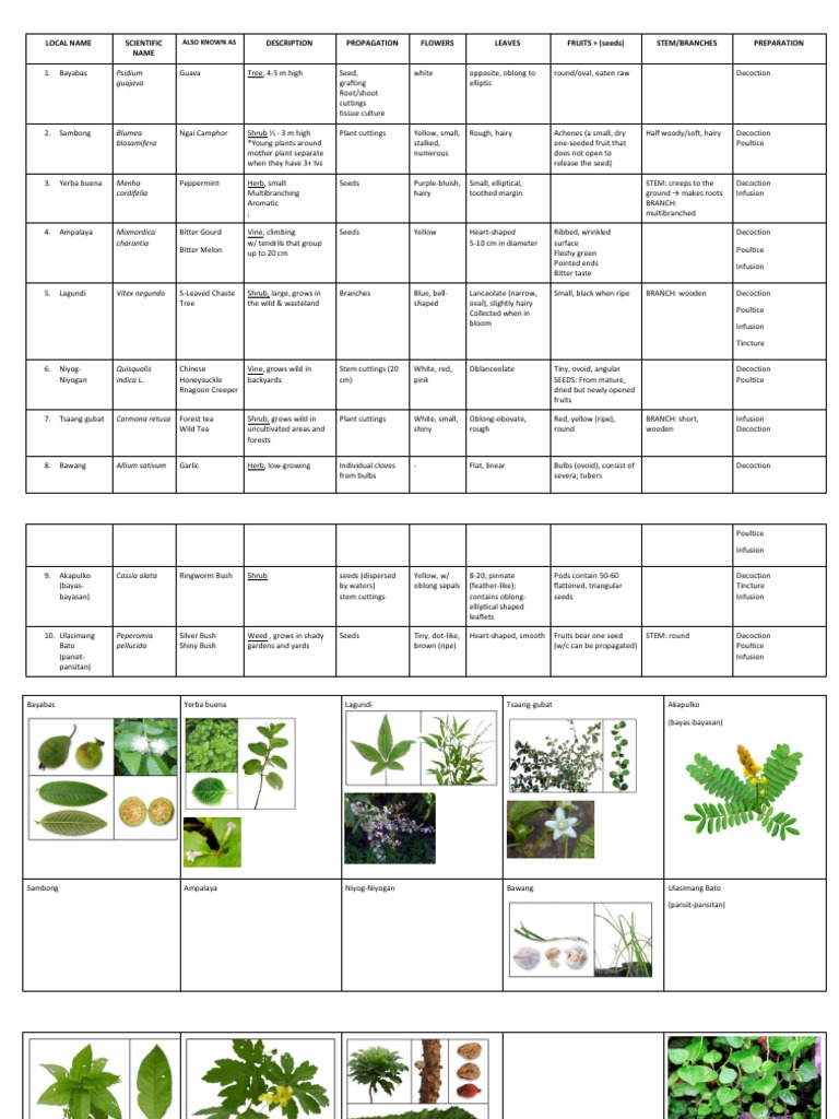 Herbal Plants | PDF | Plants | Agriculture