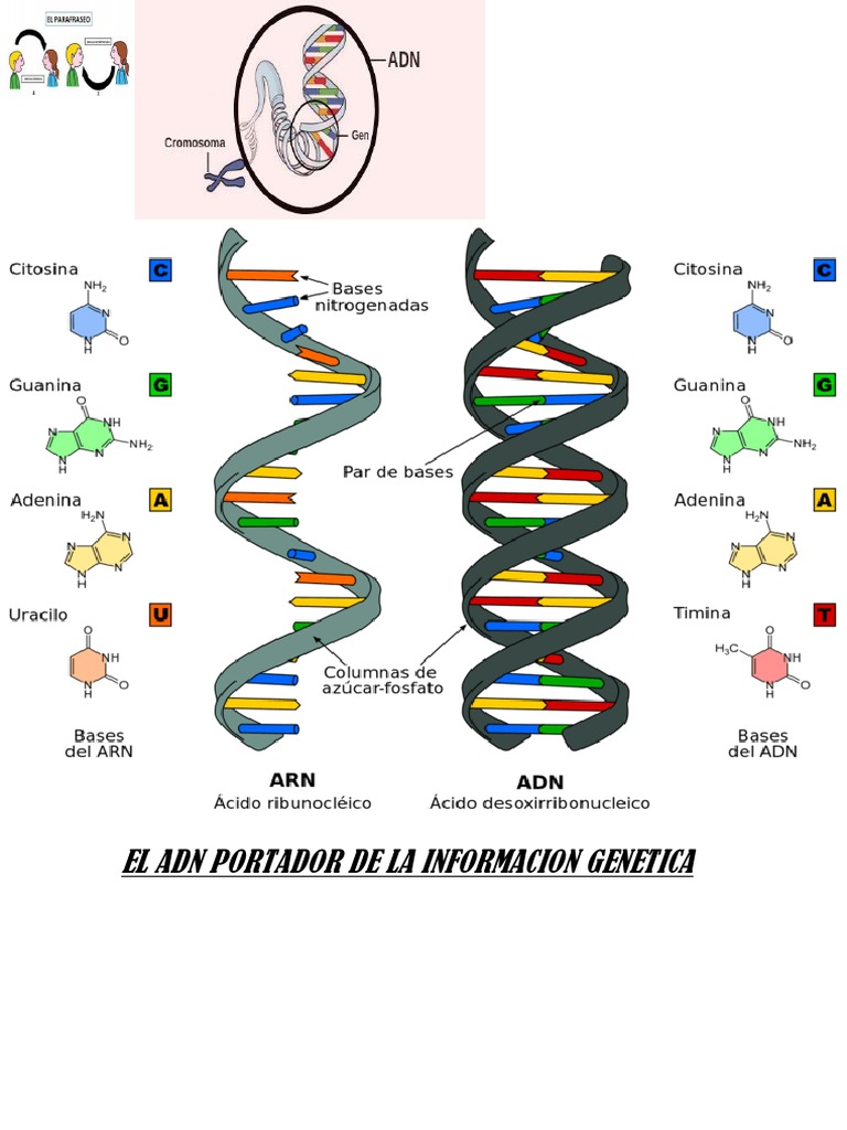 El Adn Portador de La Informacion Genetica | PDF