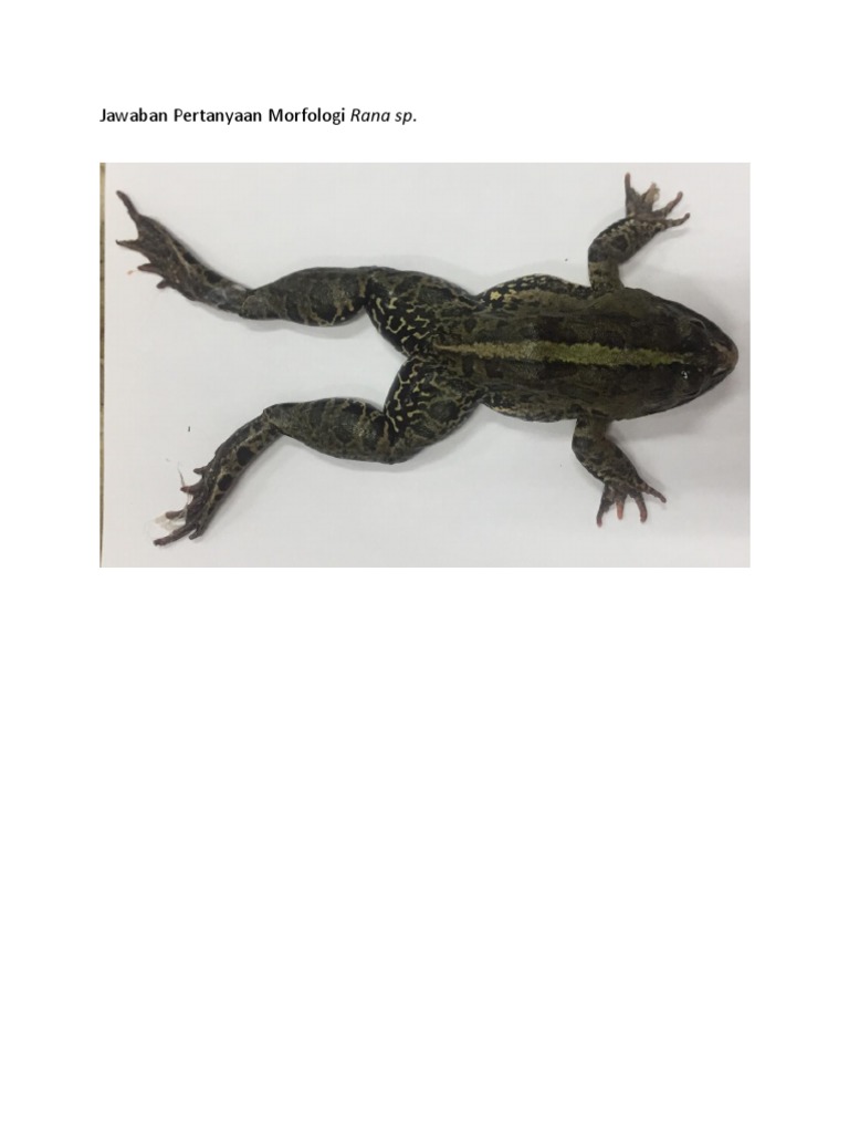 9348 - Jawaban Pertanyaan Morfologi Rana SP | PDF