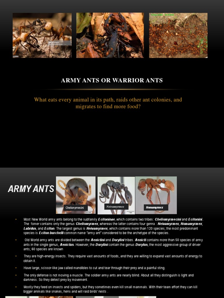 Army Ants or Warrior Ants | PDF | Ant | Apocrita