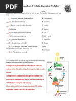 Brendan G Irvin - Amoeba Sisters Photosynthesis and Respiration Video ...
