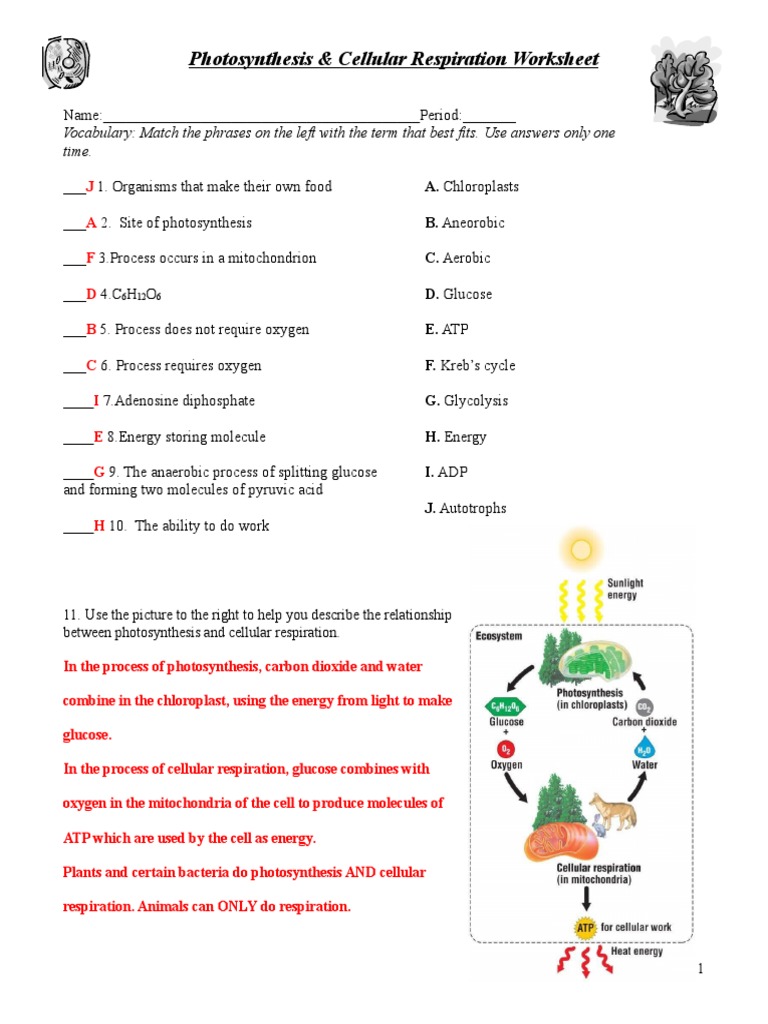Photosynthesis & Respiration Worksheet - Key | PDF | Cellular ...