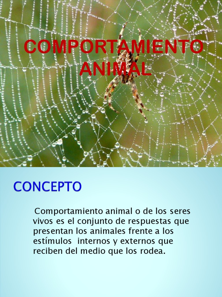 Diapositivas Comportamiento Animal | PDF | Aves | Vacas