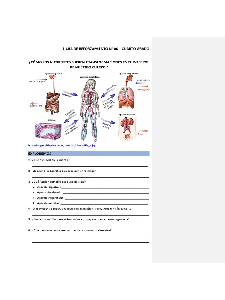 Ficha de Reforzamiento: Sistema Digestivo | PDF | Digestión | Sistema ...