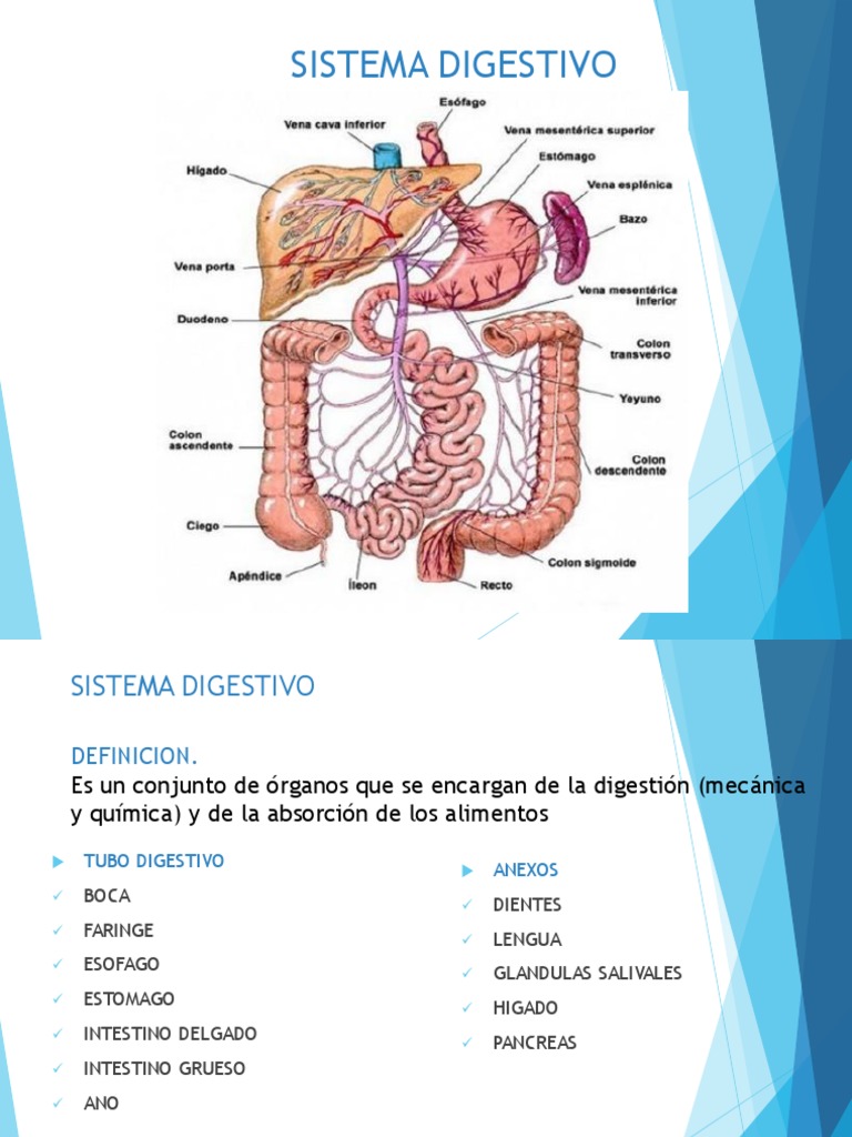 Sistema Digestivo: Órganos y Funciones | PDF | Sistema digestivo humano ...
