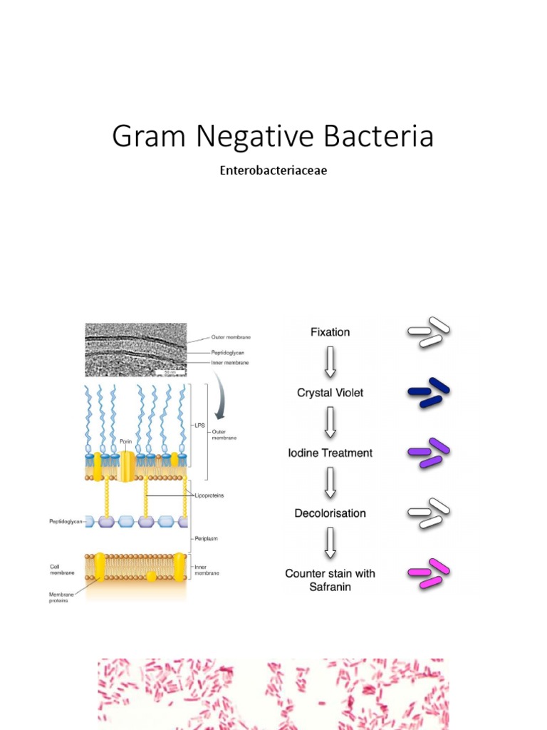 Gram Negative Enterobacteriaceae Identification | PDF | Gram Negative ...