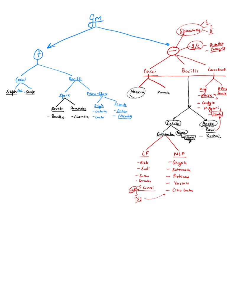 Bacterial Classification | PDF | Clinical Pathology | Biology