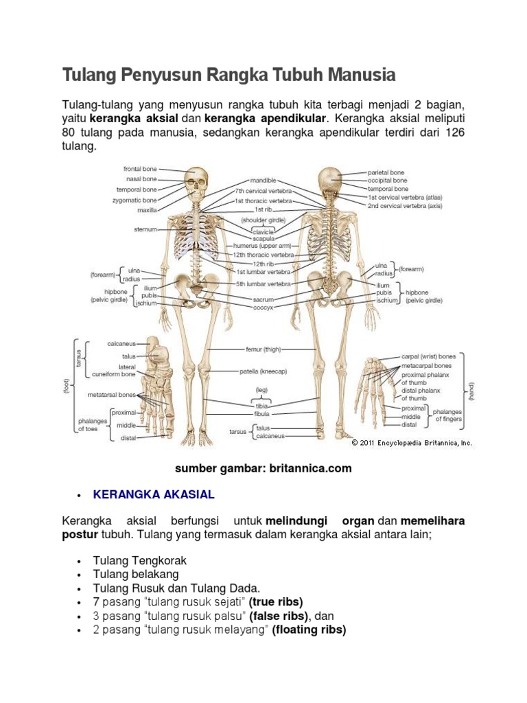 Tulang Penyusun Rangka Tubuh Manusia | PDF