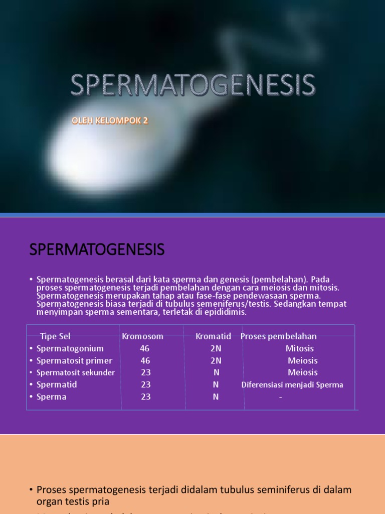 Proses dan Tempat Spermatogenesis | PDF