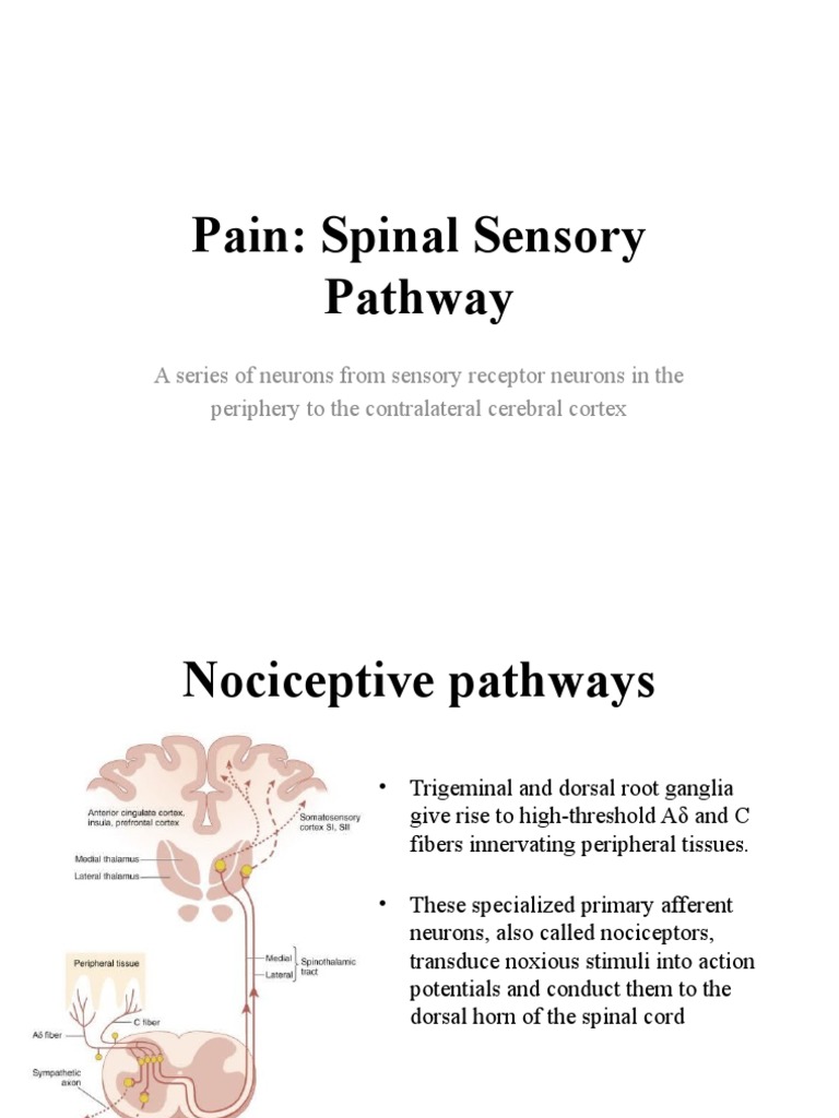 Pain: Spinal Sensory Pathway | PDF | Cerebral Cortex | Cerebrum