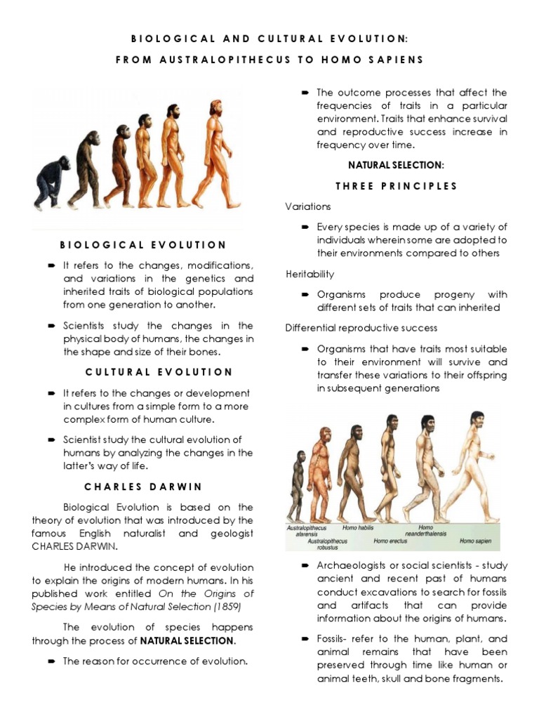 Evolution from Australopithecus to Homo Sapiens | PDF | Homo | Evolution