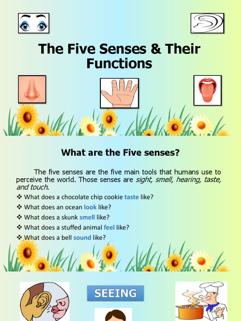 The Five Senses & Their Functions | PDF | Senses | Taste