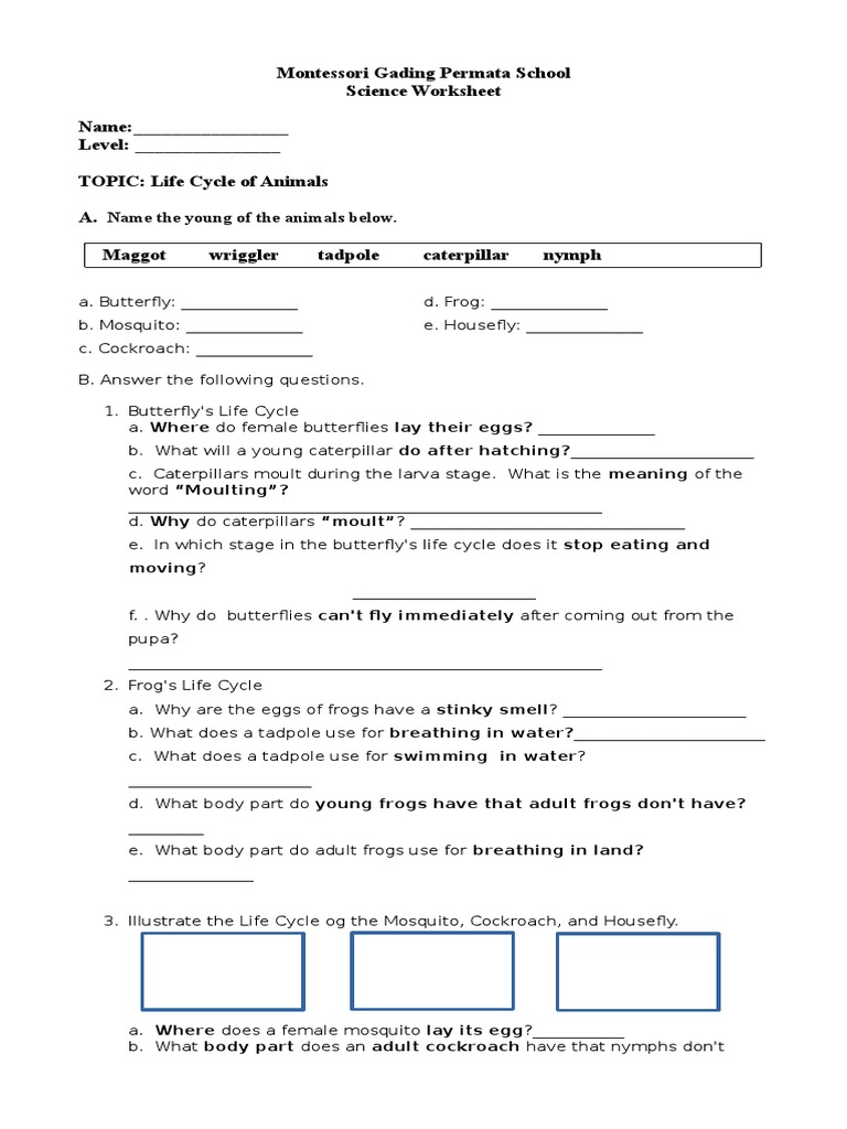 Montessori Gading Permata School Science Worksheet Name: - Level ...