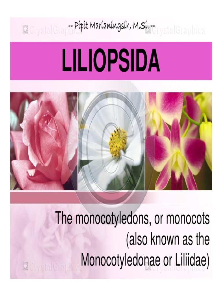 Liliopsida 1 1 Pdf