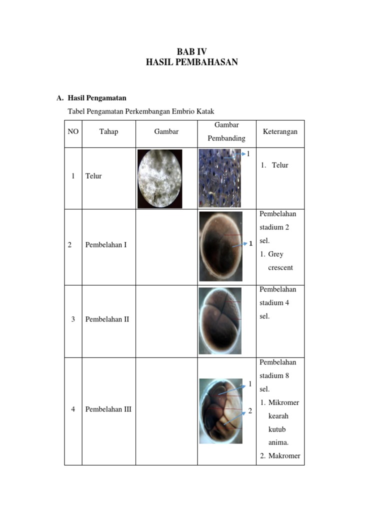 Bab 4 Perkembangan Embrio Katak | PDF