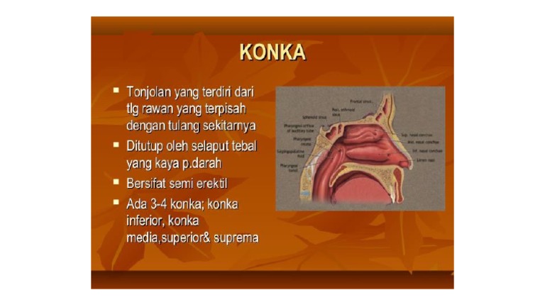 Konka Nasalis | PDF