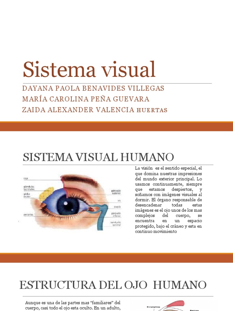 Sistema visual DIAPOSITIVAS.pptx | Ojo humano | Percepción visual
