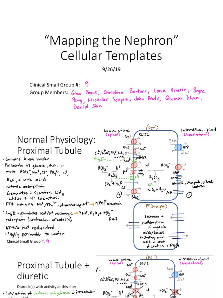 "Mapping The Nephron" Cellular Templates: Gina Bartoni Lana Daniel Shin ...