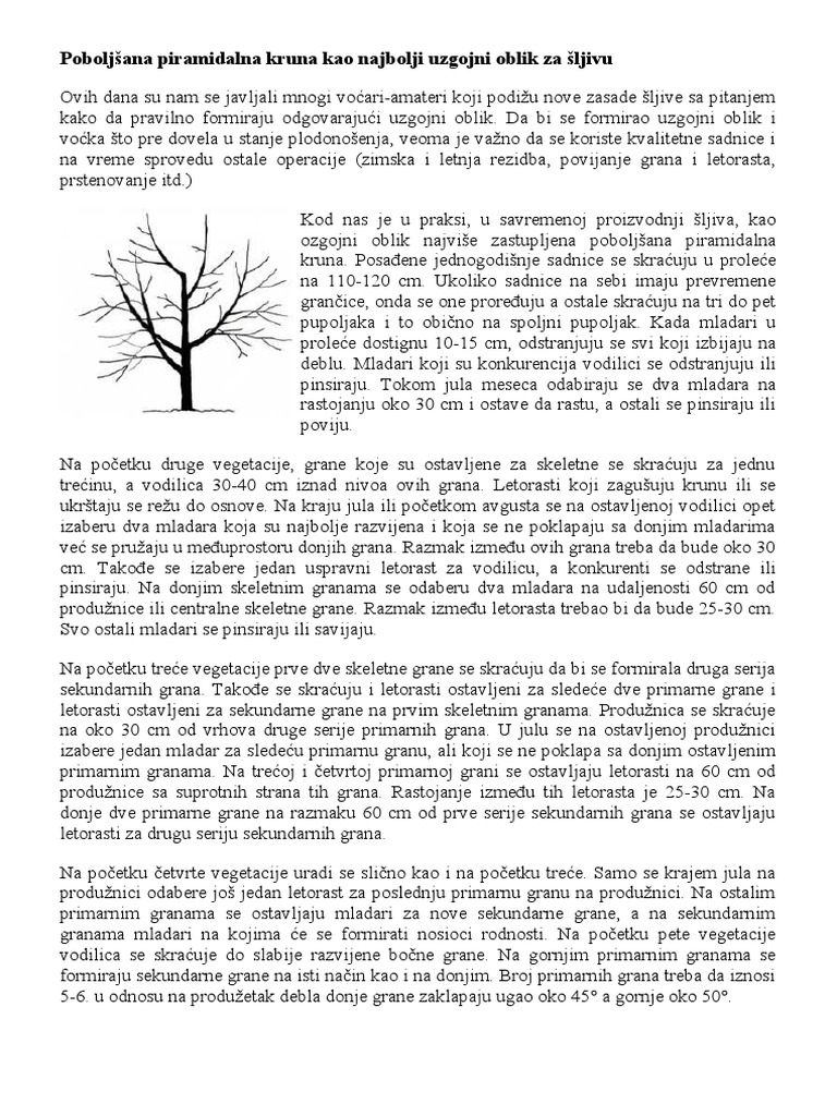 Rezidba I Formiranje Uzgojnog Oblika Jabuke | PDF