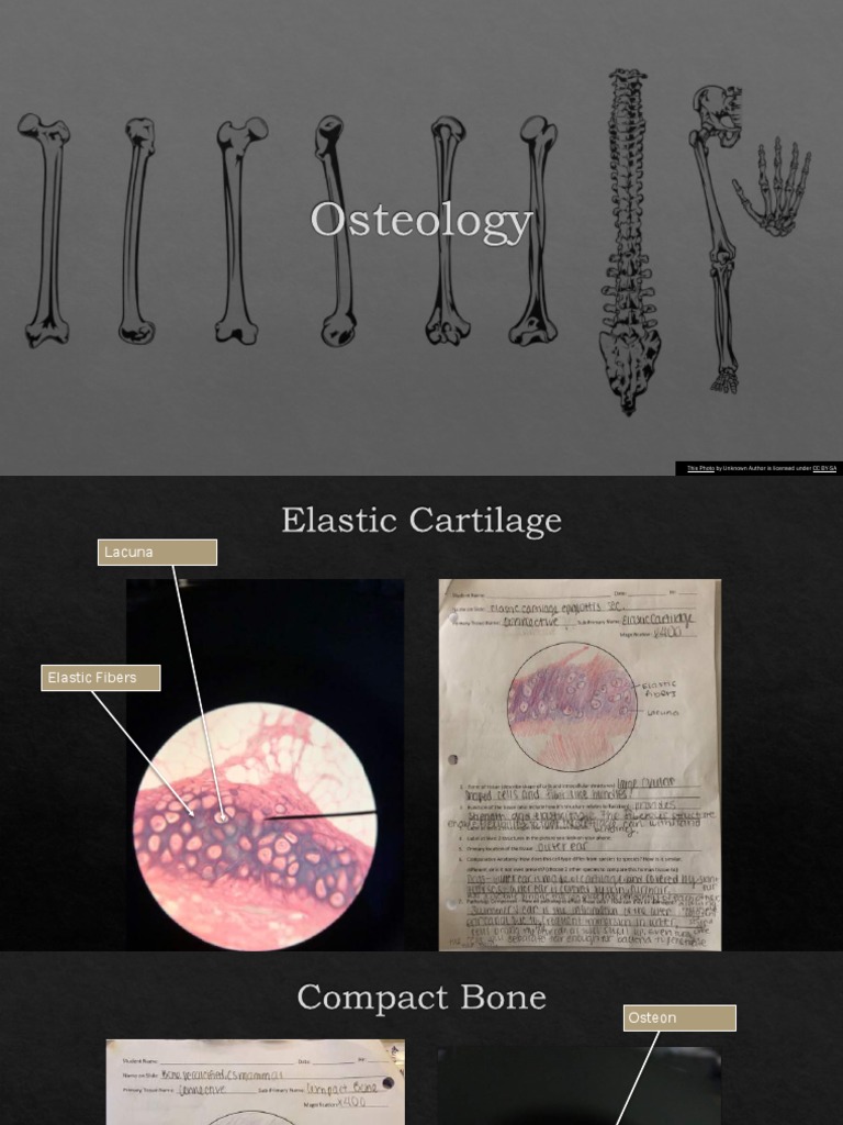Osteology Compressed | PDF