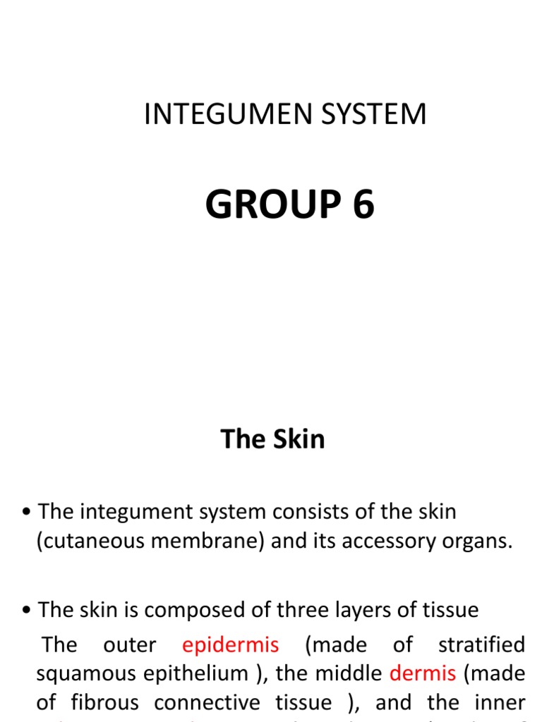 Integumen System | PDF | Skin | Integumentary System