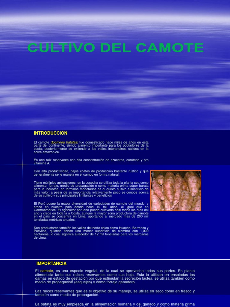 Camote | PDF | Batata | Flores