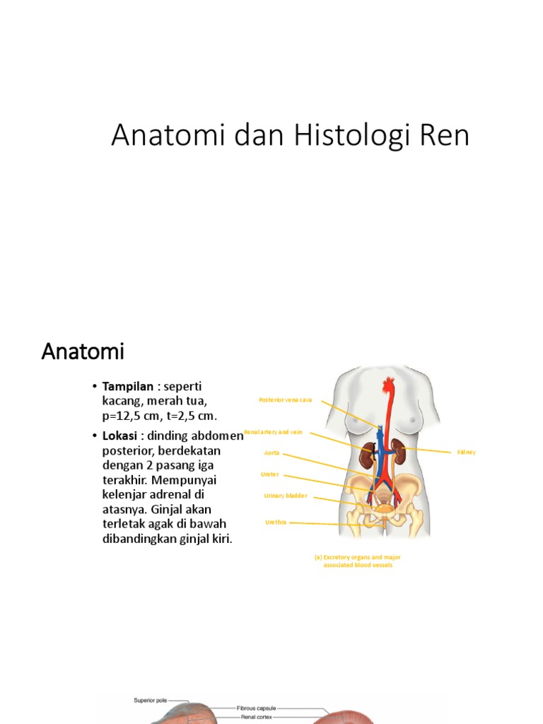 Anatomi Dan Histologi Ren | PDF