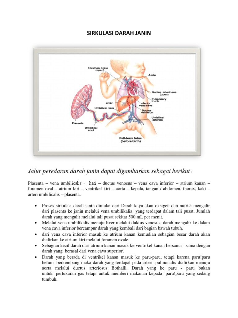 Sirkulasi Darah Janin | PDF