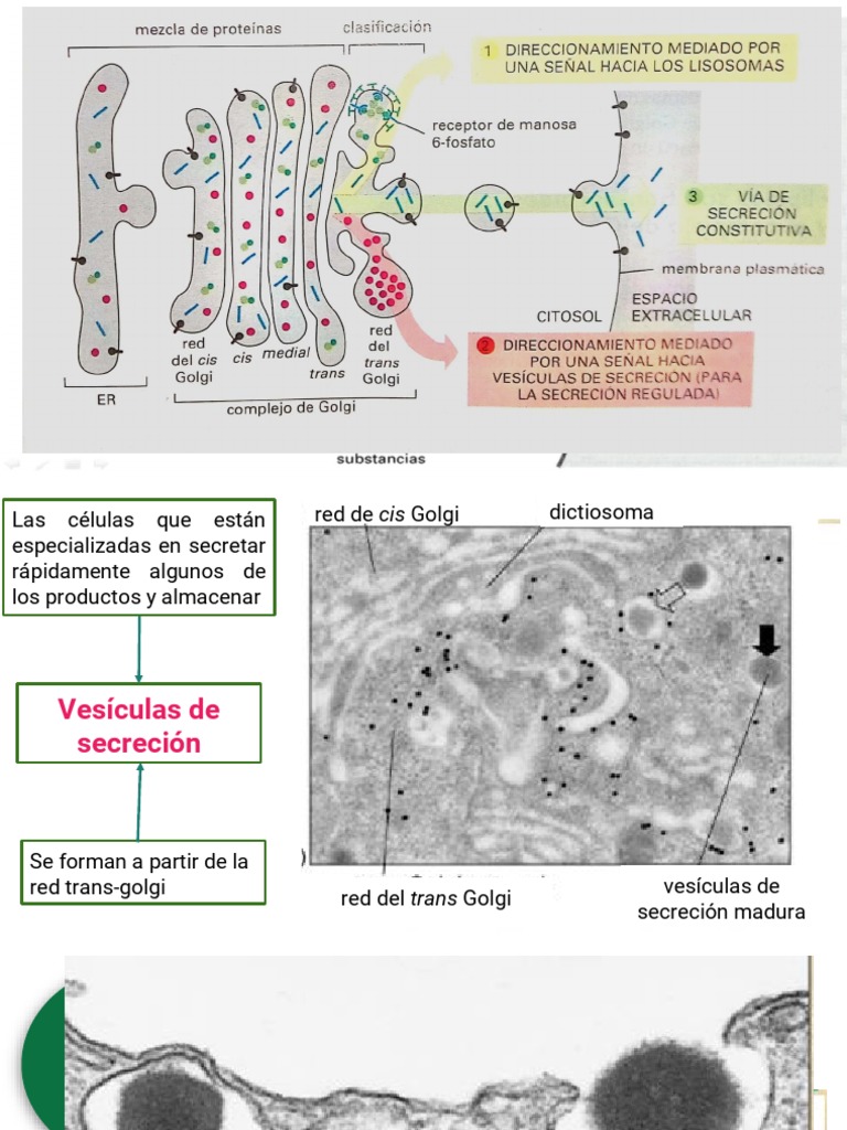 Trafico Vesicular Intracelular. Alberts Cap 13 | Procesos celulares ...