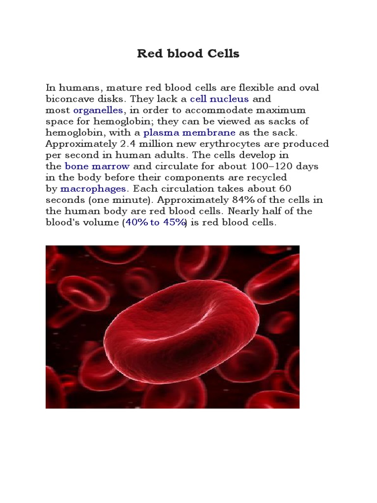 Red Blood Cells: Cell Nucleus Organelles Plasma Membrane | PDF