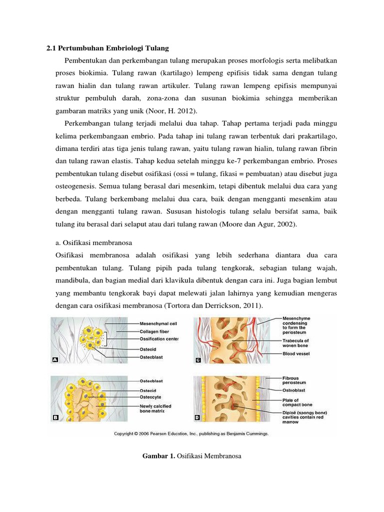 Pertumbuhan Embriologi Tulang | PDF | Ilmu Sosial | Kesehatan Holistik