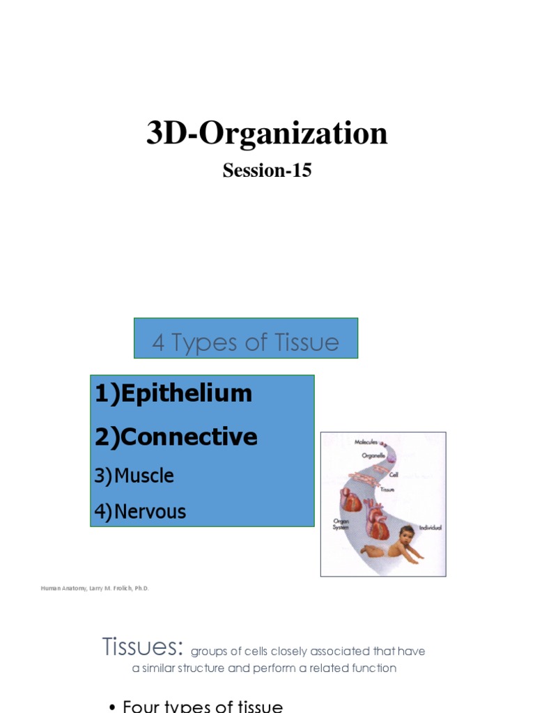3D Organization | PDF | Epithelium | Histology