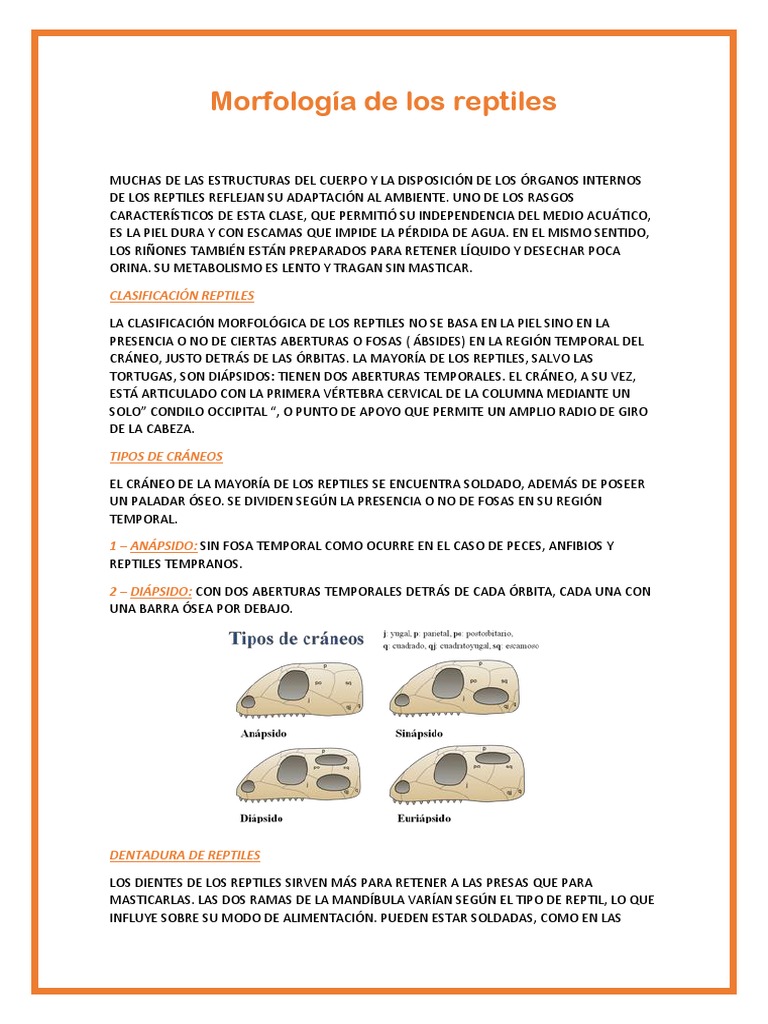 Morfología y anatomía de los reptiles | PDF | Reptil | Pulmón