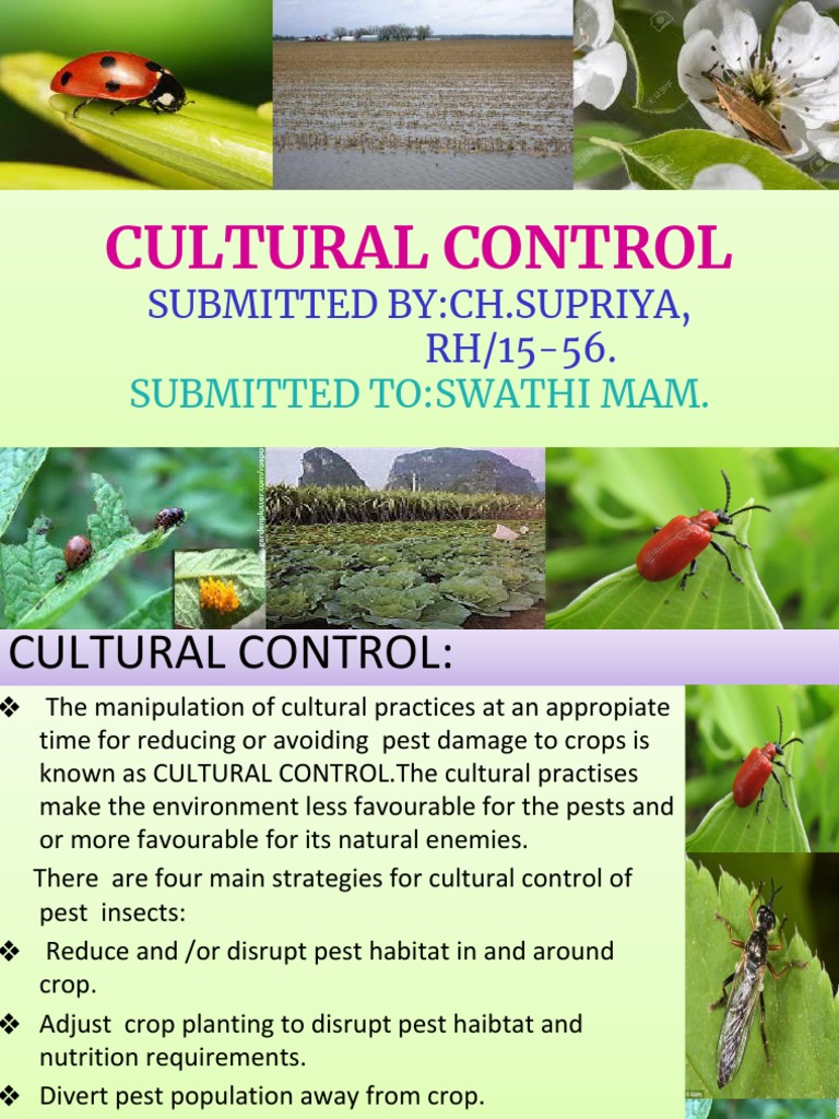 Cultural Control | PDF | Rice | Weed