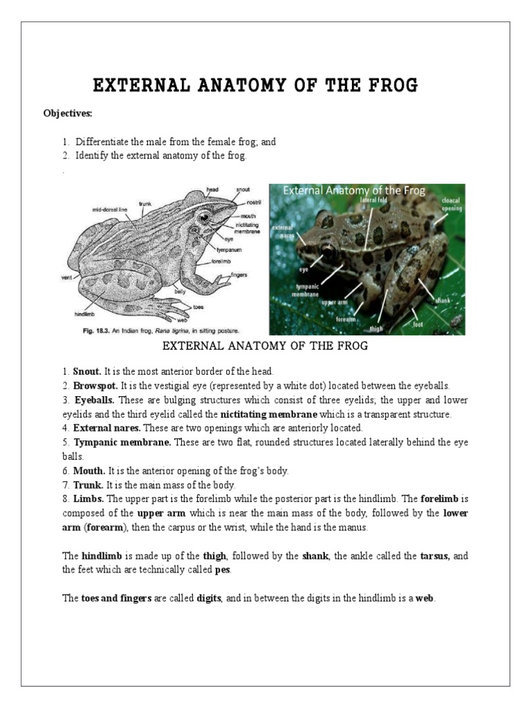 External Parts of Frog | PDF