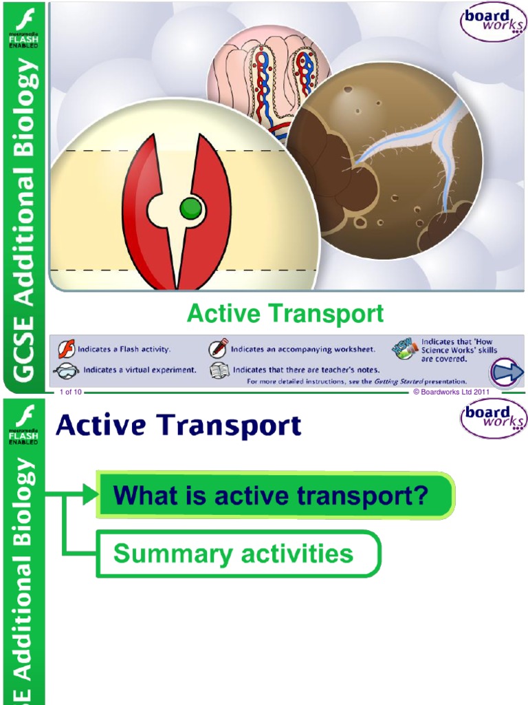 GCSE Active Transport | PDF