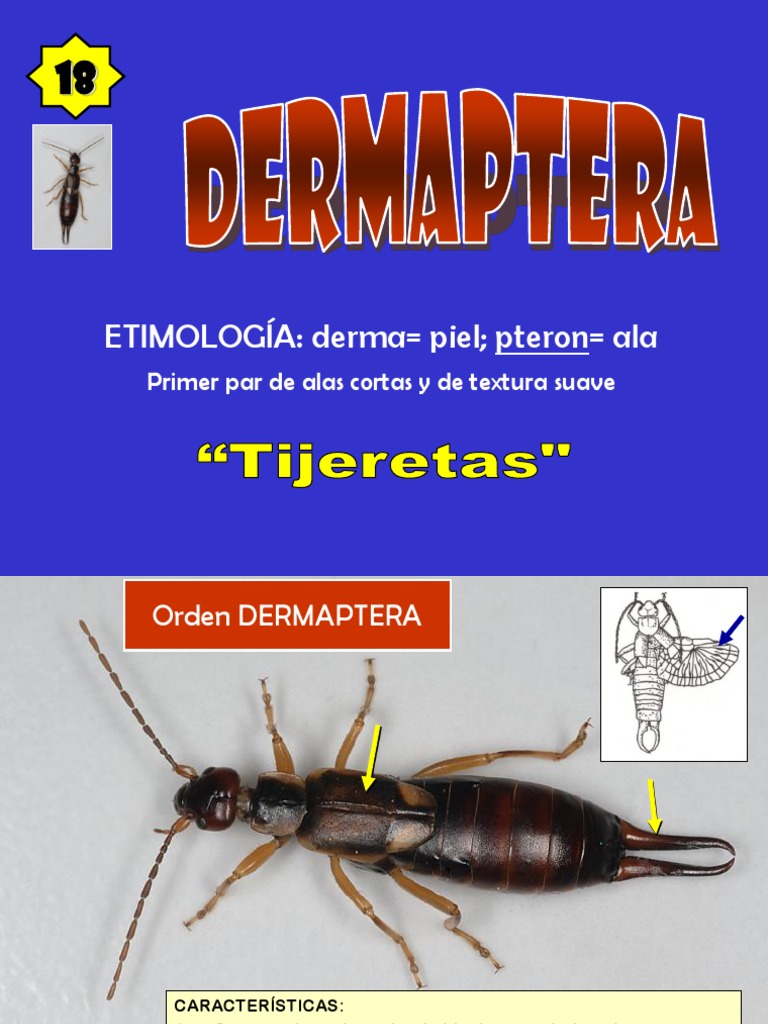 11 Dermaptera - Coleoptera | PDF | Escarabajo | Coccinellidae