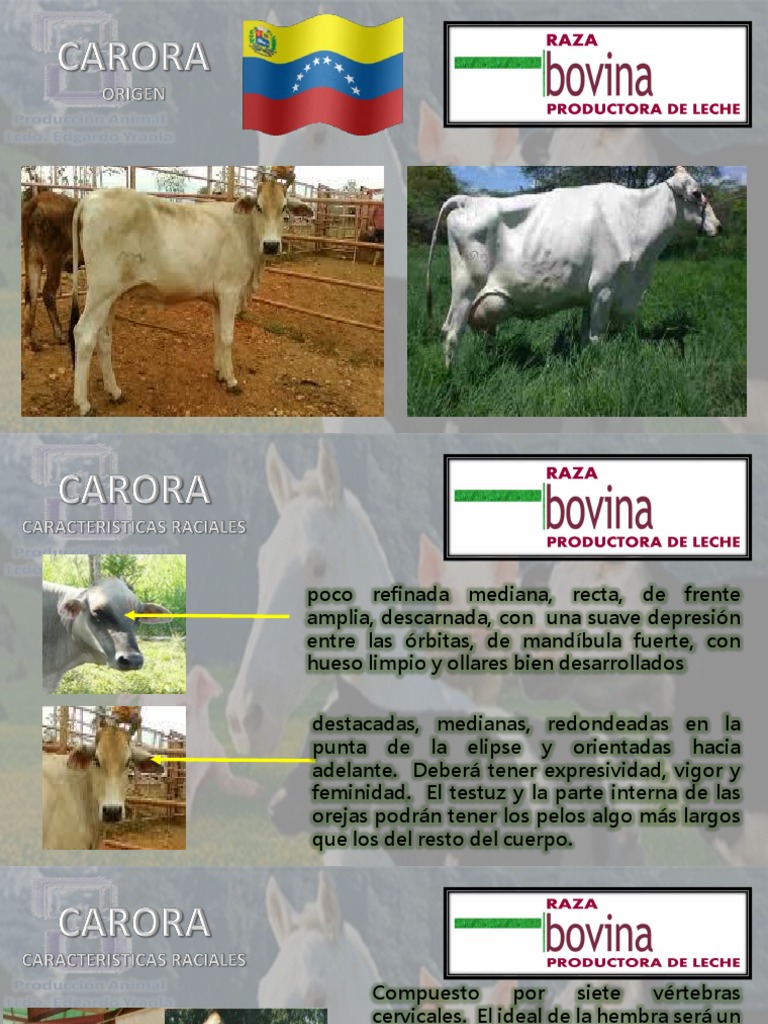 Raza Carora | PDF | Naturaleza