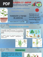 Raiz Axonomorfa | PDF | Raíz | Tallo de la planta