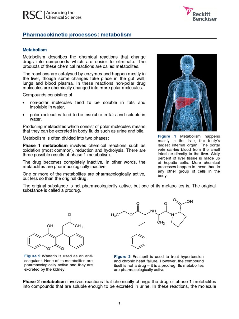 Pharmacokinetic Processes: Metabolism | PDF | Drug Metabolism | Metabolism