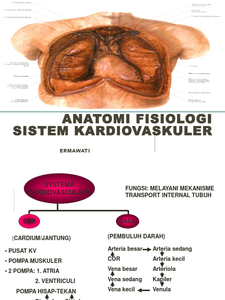 Sistem Kardiovaskuler | PDF