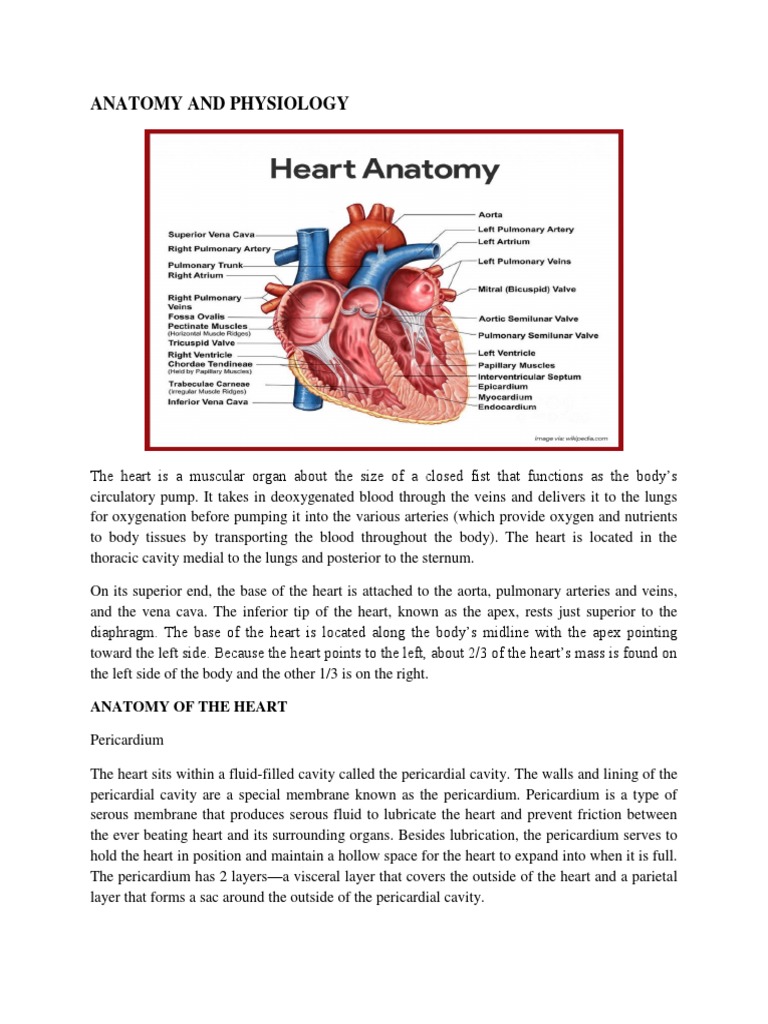 Anatomy and Physiology: Anatomy of The Heart | PDF | Diastole | Heart