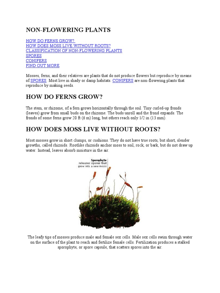 An In-Depth Exploration of Non-Flowering Plants: Their Classification ...