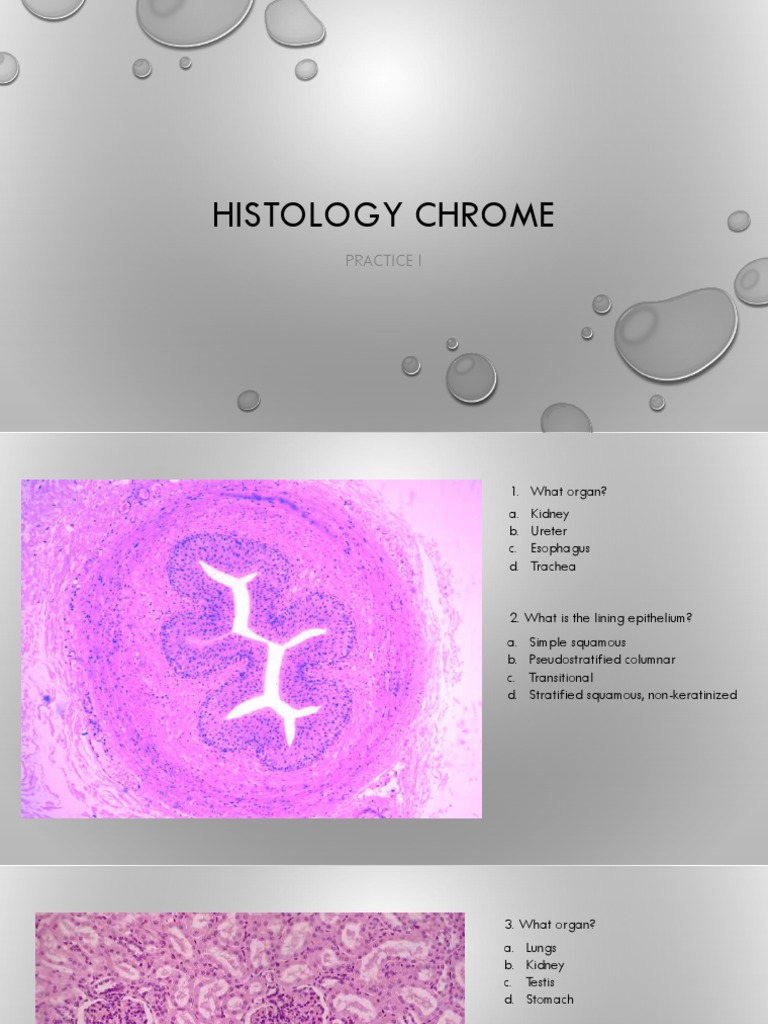 Histology Slides