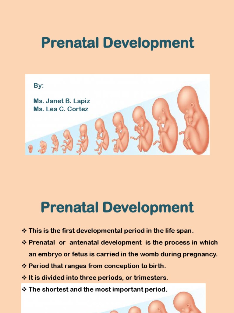 Prenatal Development Part 1 by Lea Cortez | PDF | Prenatal Development ...