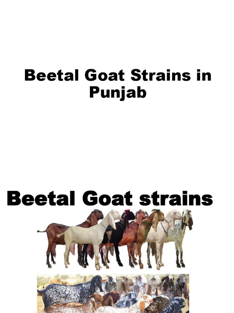 6 E. Beetal Goat Strains 2019 | PDF | Goat | Animal Breeds