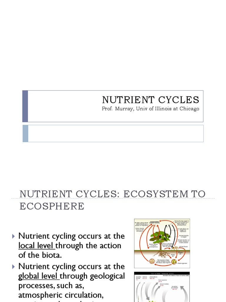 Nutrient Cycles: Prof. Murray, Univ of Illinois at Chicago | PDF ...