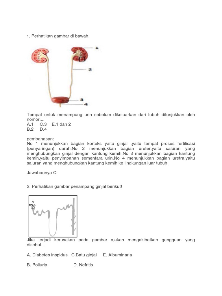 Perhatikan Gambar Penampang Ginjal Berikut! | PDF | Seni & Disiplin ...